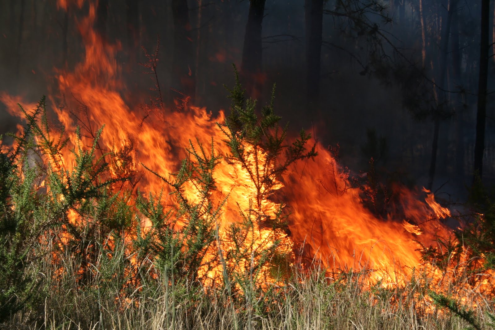 Anabela Magalhães: Ponto da Situação - Portugal a Arder