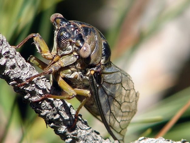 mY secreT ponD: haring gangis
