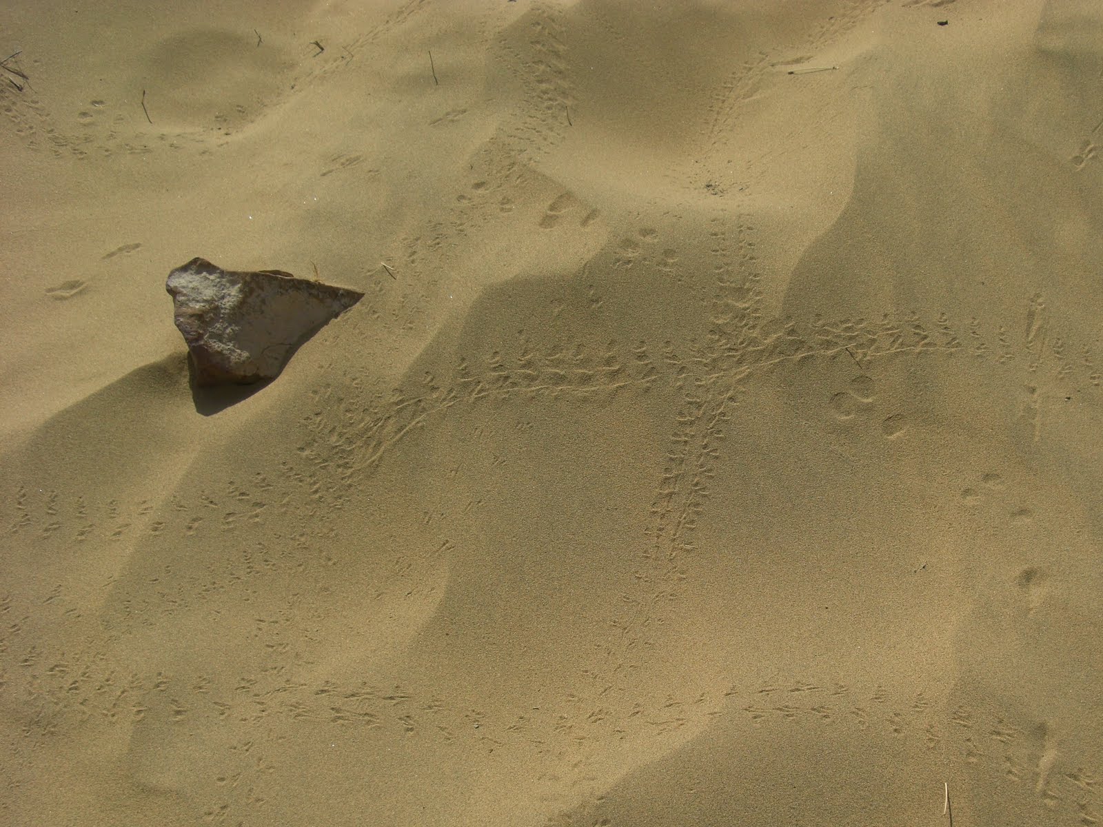 virtualdogsbody: Snake Tracks