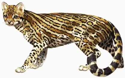 La Cueva del T-Rex: EL PRIMER FELINO ¿PROAILURUS O PSEUDAELURUS?