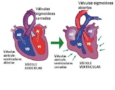 Salud y Medicina: Ciclo Cardiaco