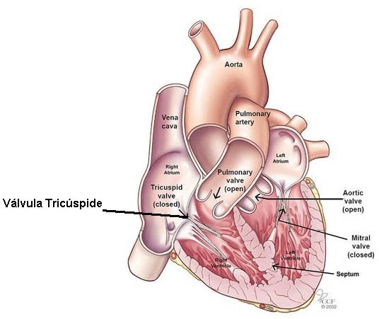 Salud y Medicina: Válvula Tricúspide