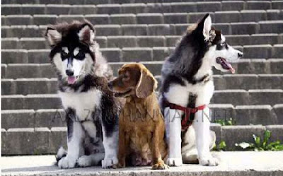 Parcels Of My Life: Huskies and Cocker Spaniel!!!