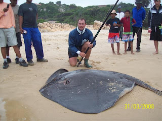 Big Game Fishing in South Africa: Black Stingray (Pylie, Black Pylie ...