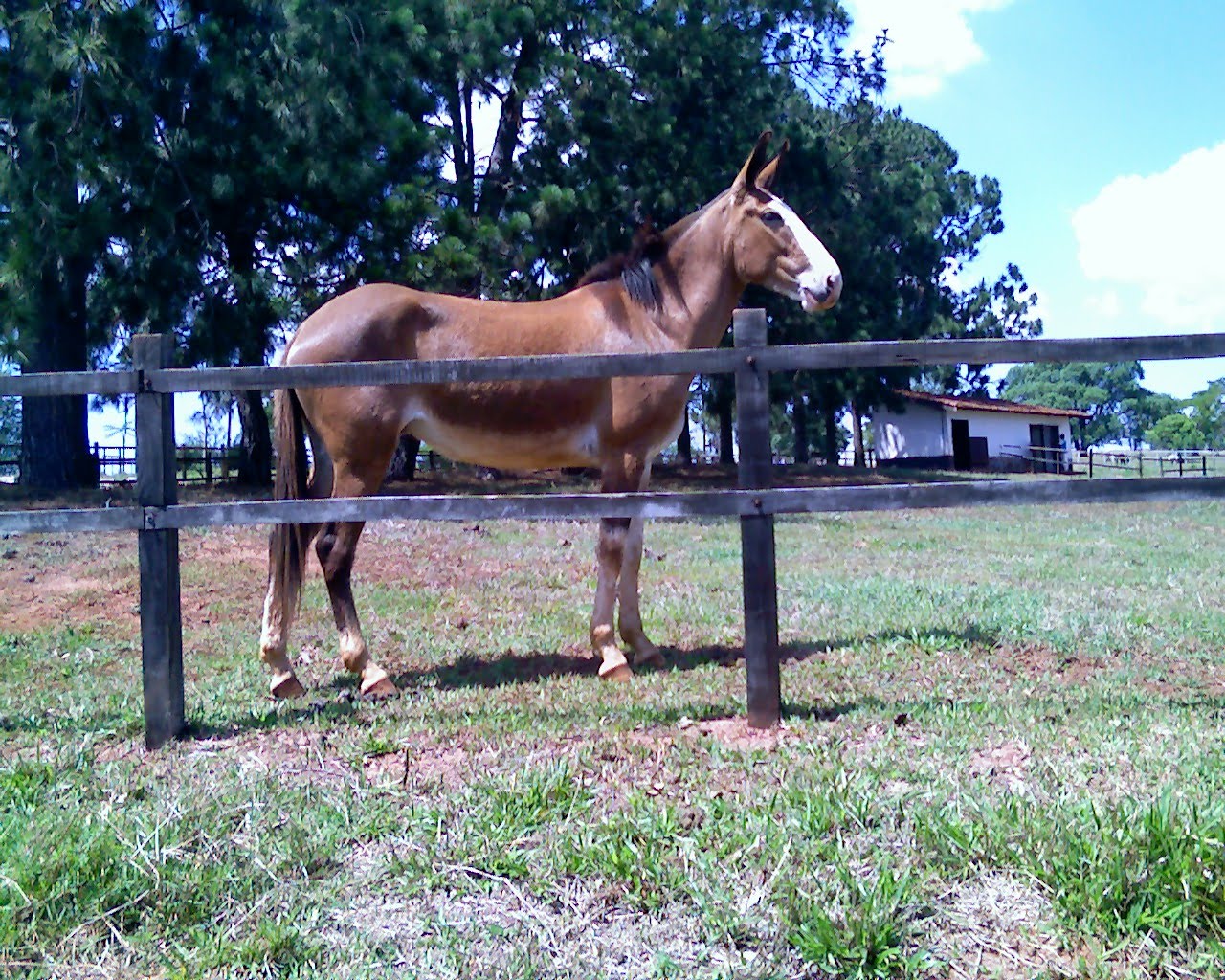 Cruza De Jumento Com Jumenta - RETOEDU