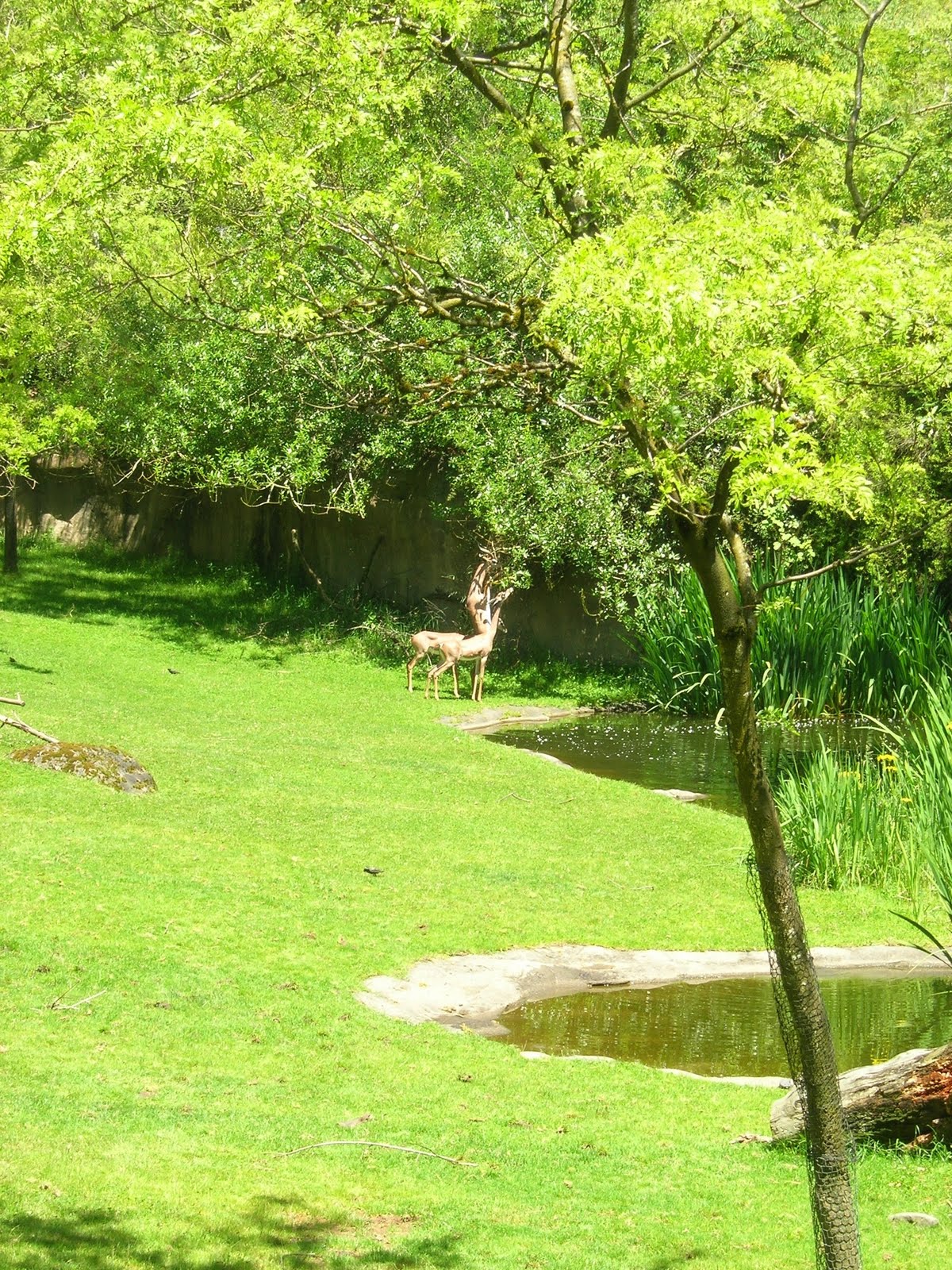 James, Laurel and Teagan~ Family Blog: Portland Zoo