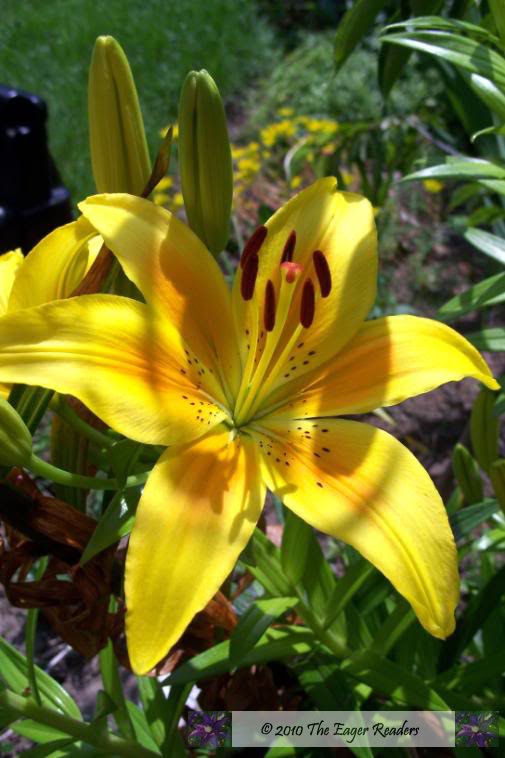 The Eager Readers: Flower Friday - Asiatic Lily