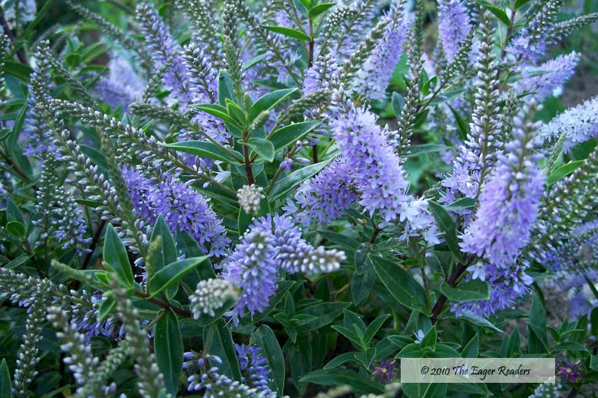 The Eager Readers: Flower Friday - Hebe