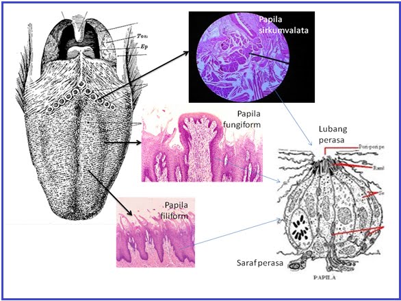 BIOLOGI GONZAGA: LIDAH PENGECAP
