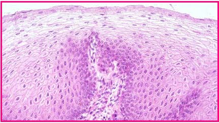 BIOLOGI GONZAGA: JARINGAN HEWAN