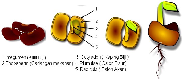 BIOLOGI GONZAGA: PERKECAMBAHAN
