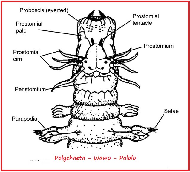 BIOLOGI GONZAGA: ANNELIDA