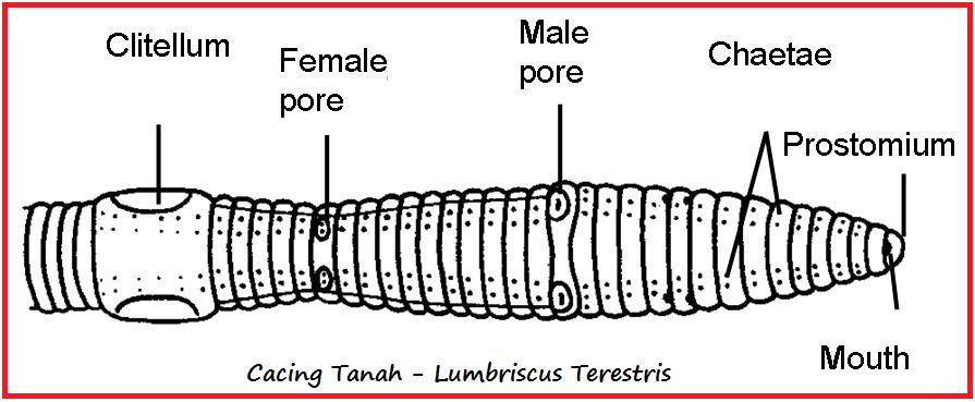 ANNELIDA - Biology Page