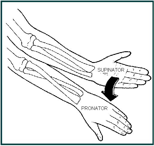 BIOLOGI GONZAGA: ANTAGONIS OTOT