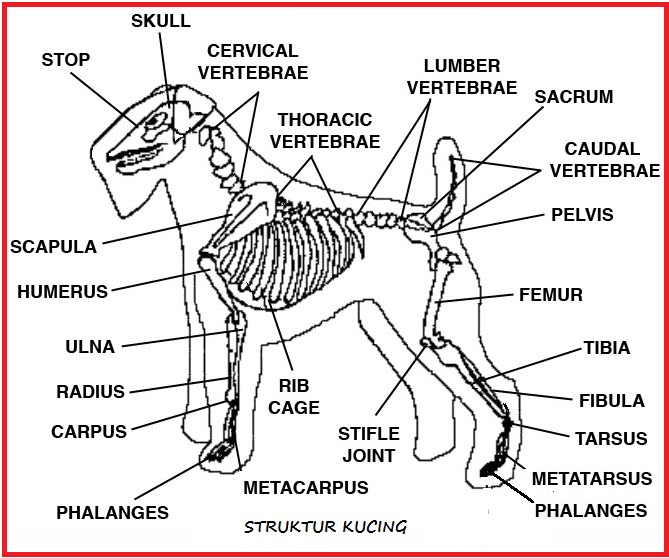 BIOLOGI GONZAGA: HEWAN MENYUSUI