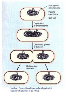 BIOLOGI GONZAGA: REPRODUKSI BAKTERI