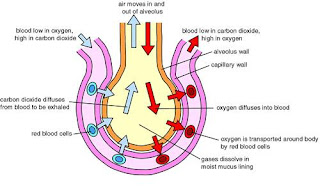 BIOLOGI GONZAGA: DIFUSI GAS RESPIRASI
