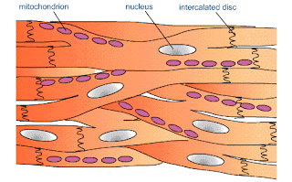 BIOLOGI GONZAGA: RESPIRATORY PROCCES