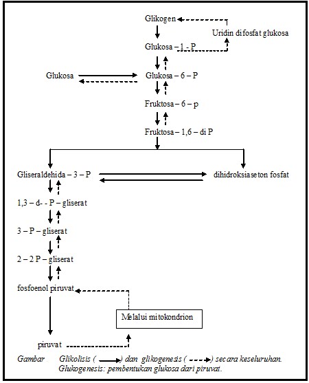 BIOKIMIA: Metabolisme Karbohidrat