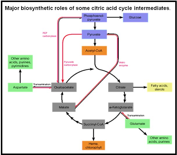 Sekali lagi dalam Siklkus Krebs kita bisa ketahui