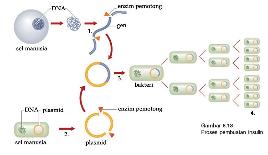BIOLOGI GONZAGA: TRANSPLANTASI GEN-TEKNIK PLASMID