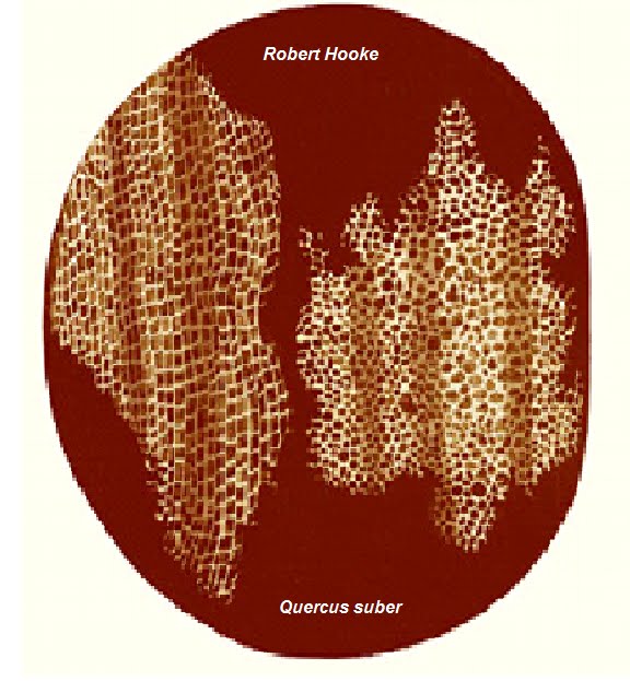 BIOLOGI GONZAGA: KULIAH DASAR SITOLOGI