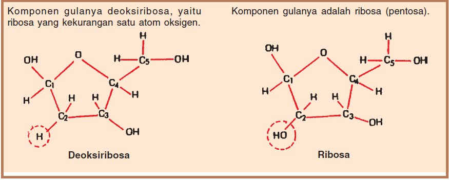 DNA - GEN - KROMOSOM - Biology Page