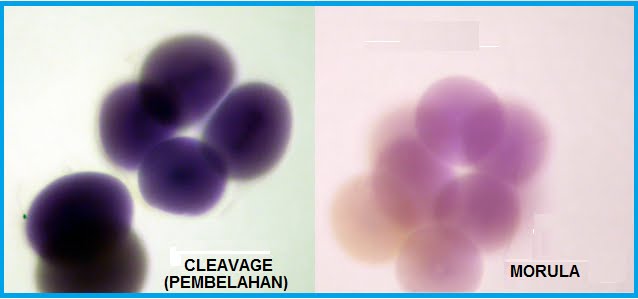 BIOLOGI GONZAGA: PERKEMBANGAN EMBRYO