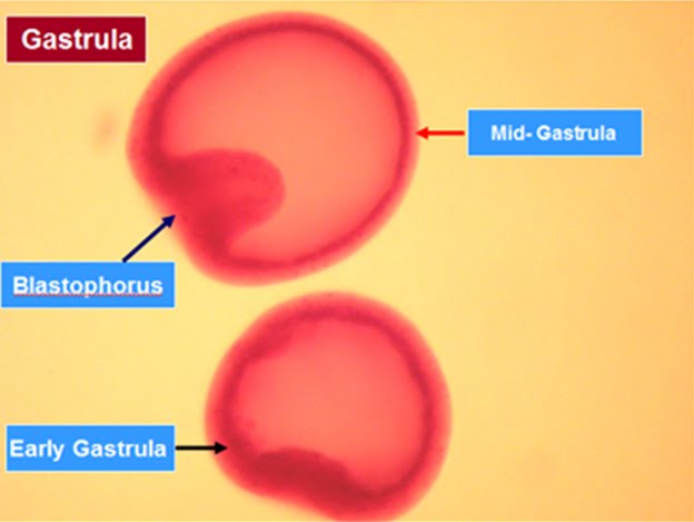 PERKEMBANGAN EMBRYO | Berita Biologi
