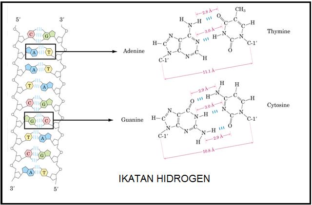 DNA - Biology Page