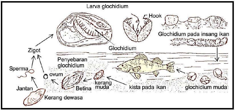 PELECYPODA MOLLUSCA | Berita Biologi
