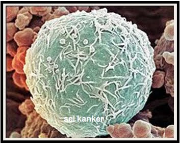 BIOLOGI GONZAGA: SEL KANKER