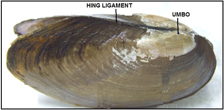 PELECYPODA MOLLUSCA | Berita Biologi