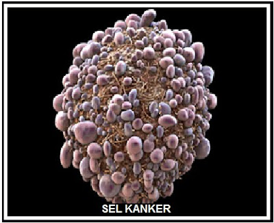SEL KANKER