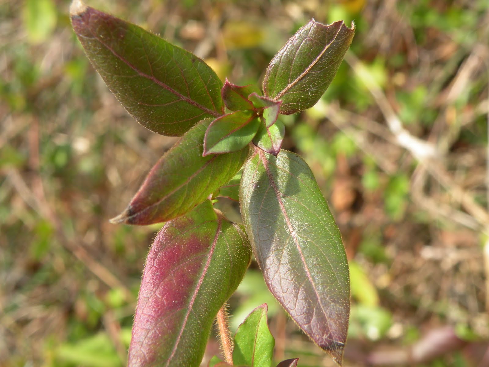 Need to Know: Two types of native honeysuckle vine on World Peace ...