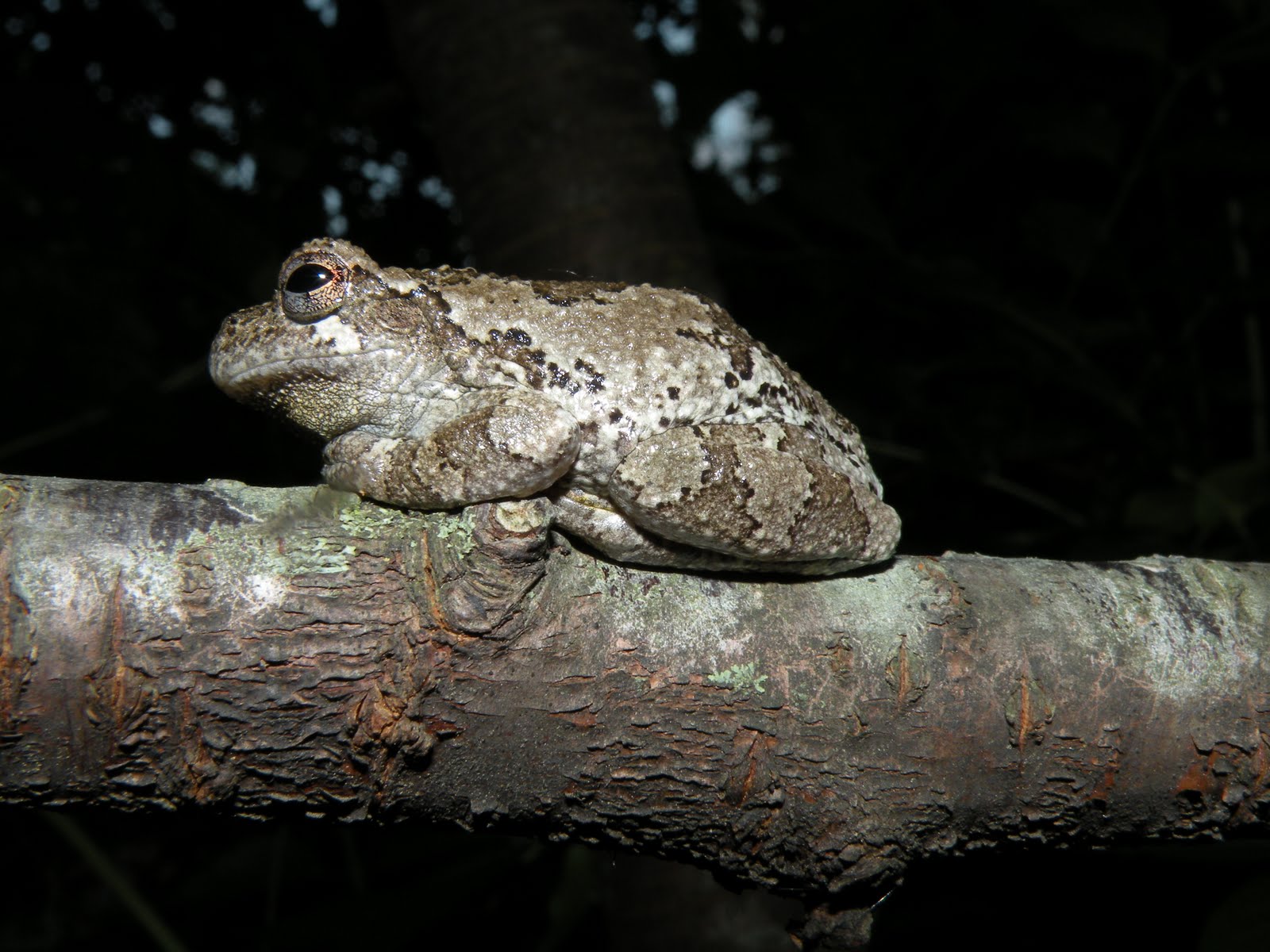 World Peace Wetland Prairie: Tree frog calling her mates from a cherry ...
