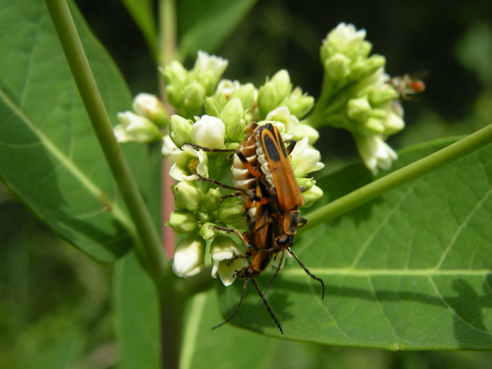 aubunique: Dogbane offers the right flowers for buggy romance