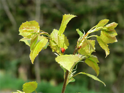FITOTERAPIA ENERGETICA: PIOPPO TREMULO