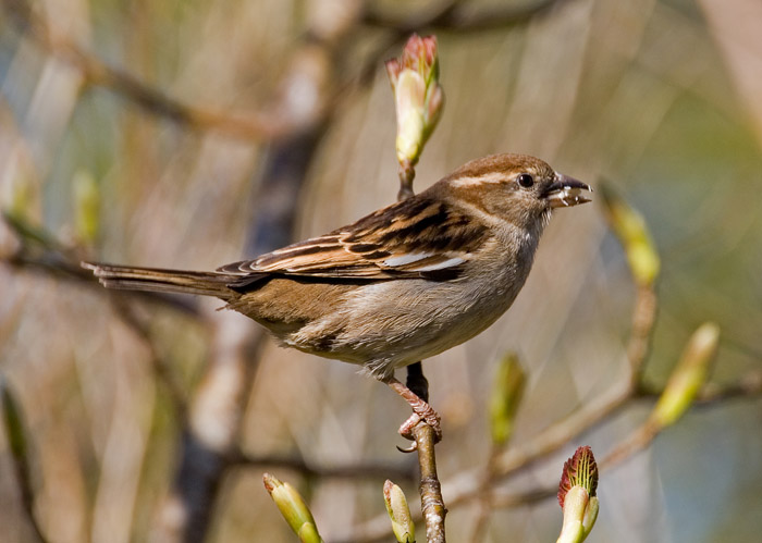 Irish Wildlife Photography: The hills are alive with the sound of (bird ...