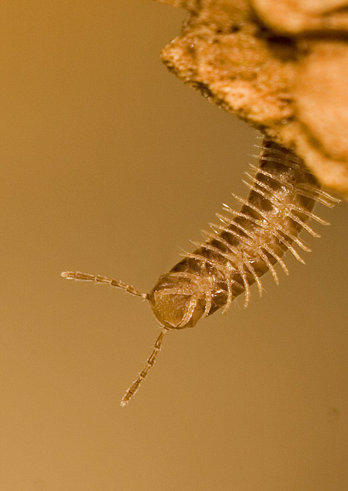 Irish Wildlife Photography: Prehistoric Bugs in my Garden