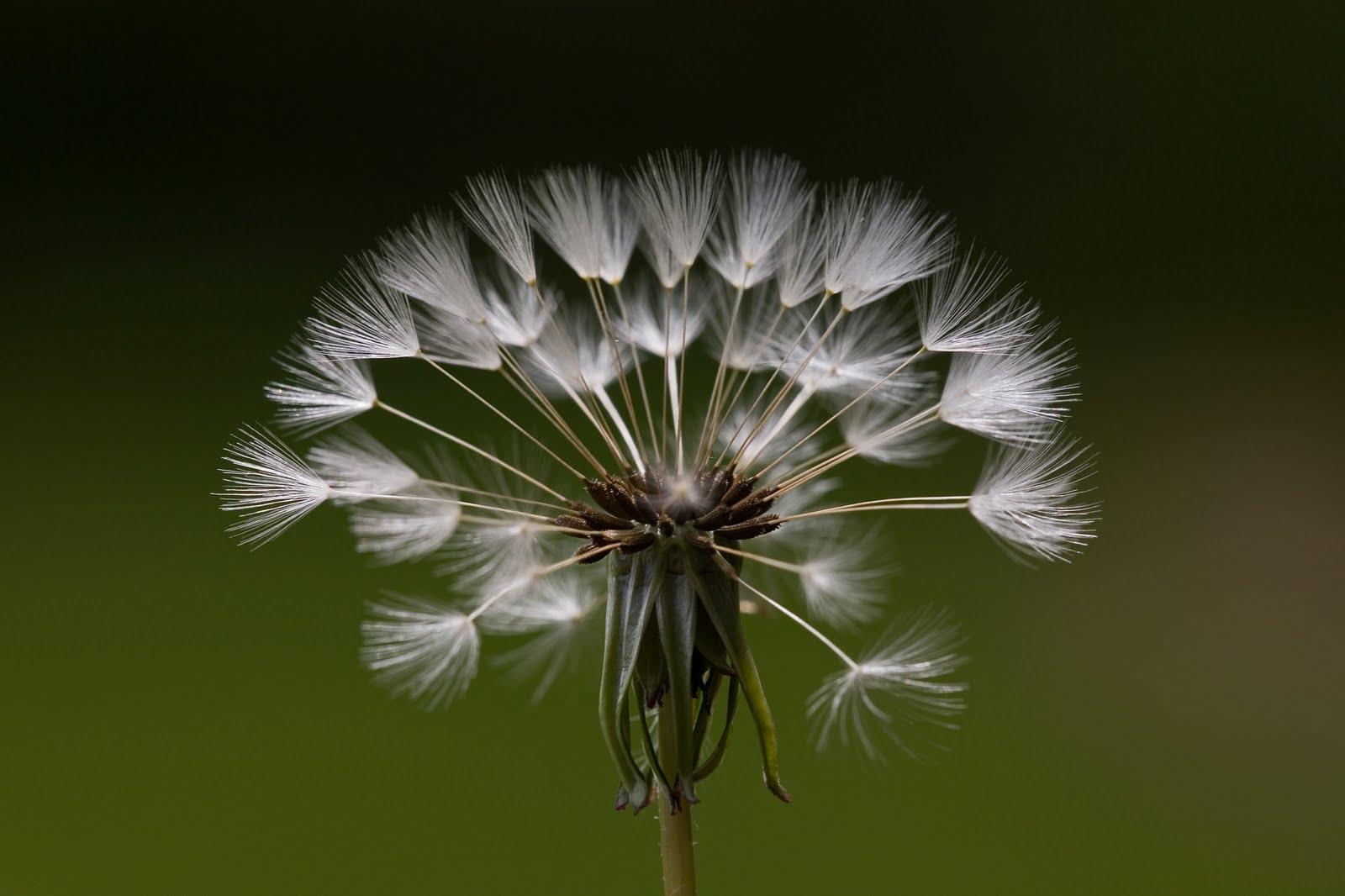 Irish Wildlife Photography