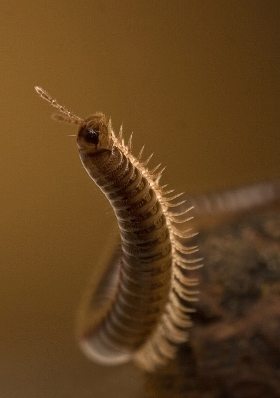 Irish Wildlife Photography: How Many Legs?