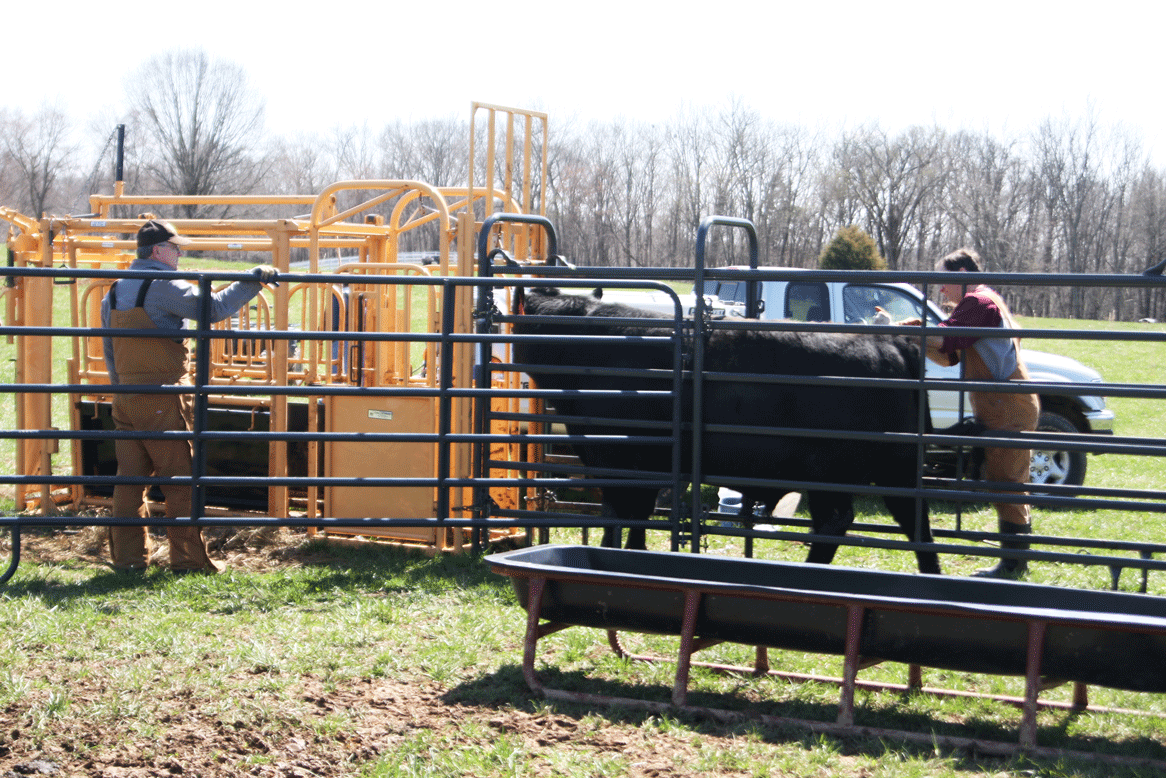 April Foster: how to tag a bull