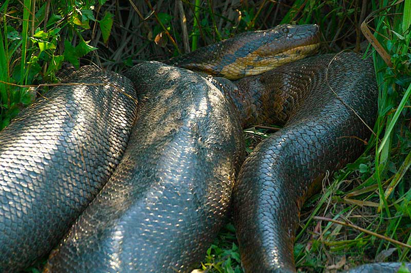 Photo in Natura | nature transforming people: 57 Meters of Anaconda