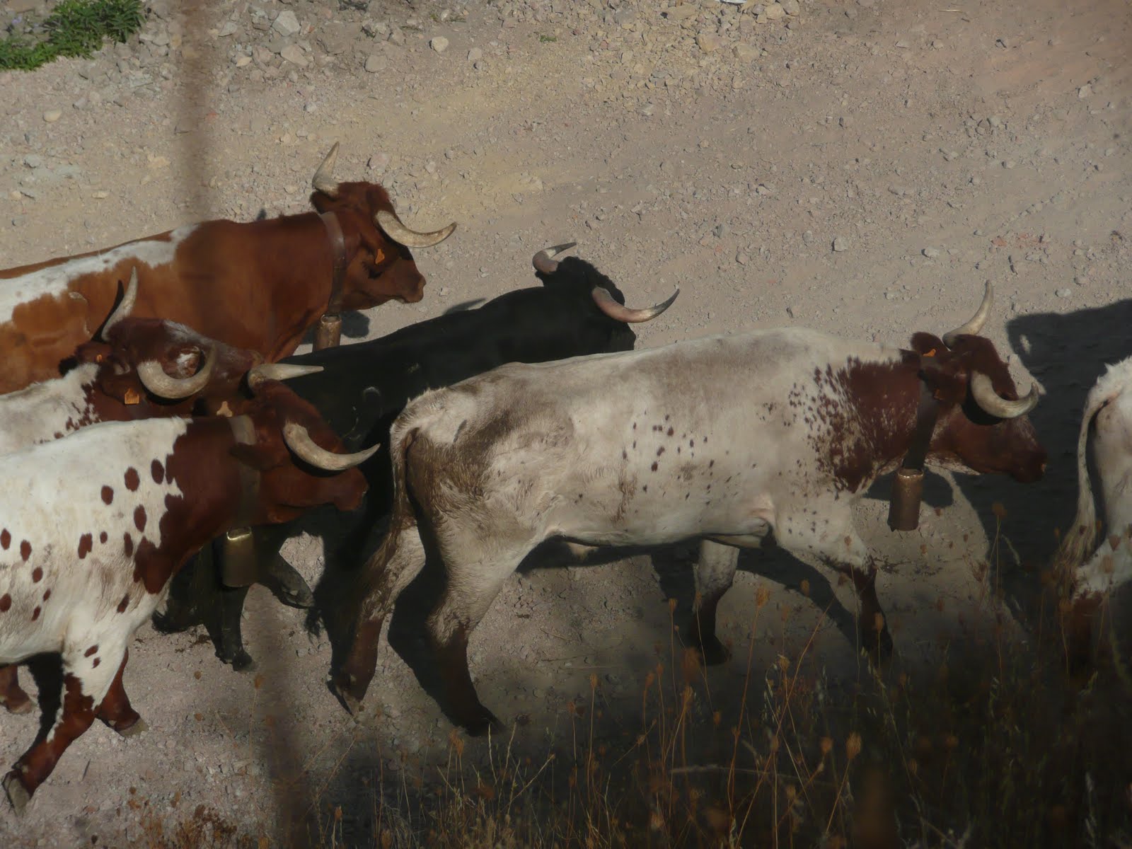 EL Rincón de Ordóñez: "CABESTRO, BUEY O MANSO"