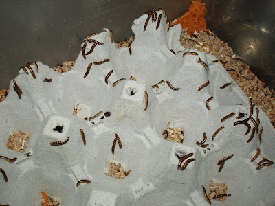 gouldians bred in a natural manner - גולדנים בשיטה הטבעית: breeding ...