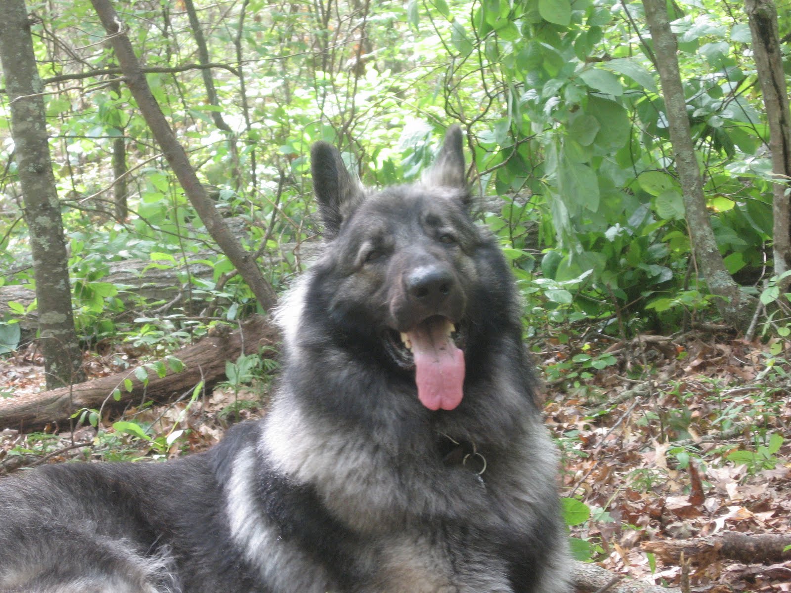 Timber - 1 to 2 years old: Timber - Logging Dog