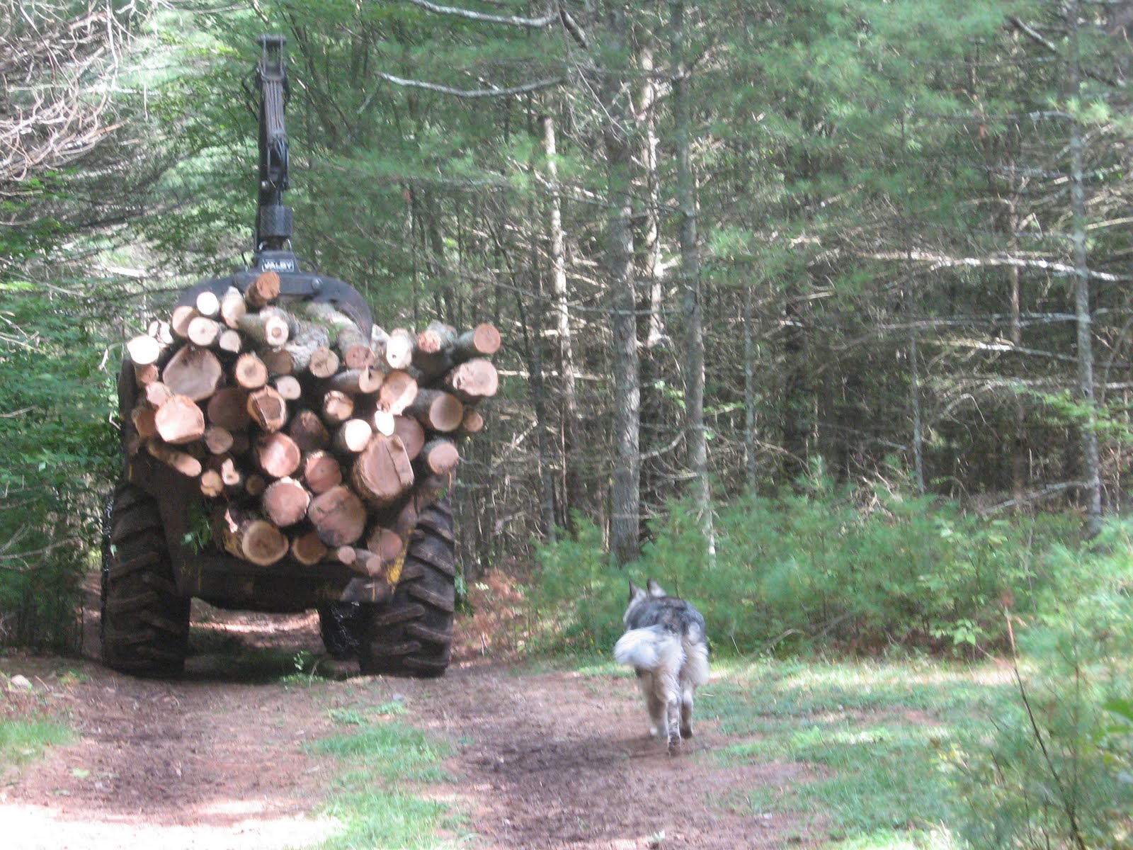 Timber - 1 to 2 years old: Timber - Logging Dog