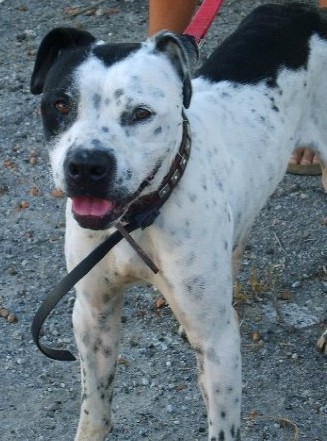 Un Pit Bull Per Amico: ADOTTATO!!! SPIKE - incrocio Pit Bull maschio a ...