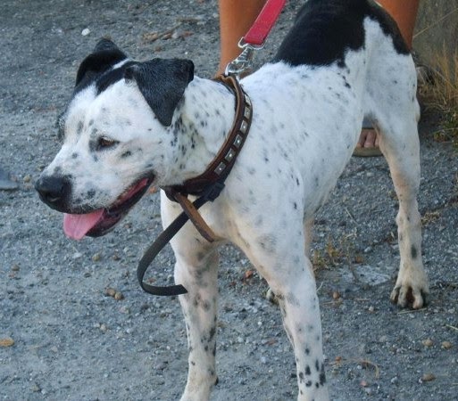 Un Pit Bull Per Amico: ADOTTATO!!! SPIKE - incrocio Pit Bull maschio a ...